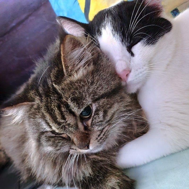 🐈‍⬛ Meow🐈‍⬛'s Post|Lemon8