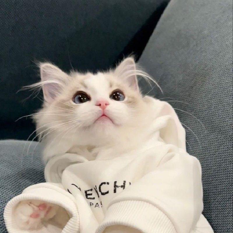 โพสต์ ของ JUNIOR|Lemon8