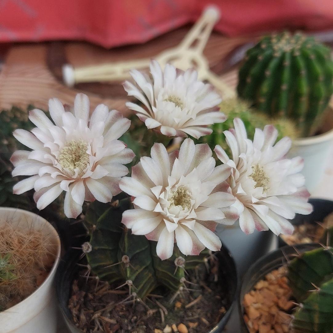 โพสต์ ของ Ma._.BLUE|Lemon8