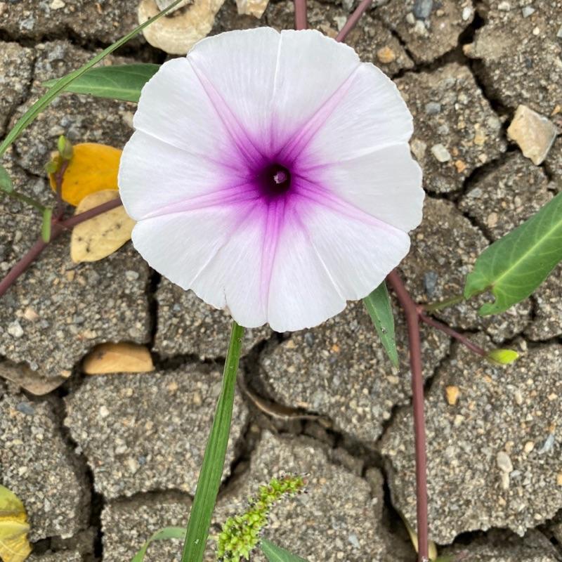 โพสต์ ของ Mewie|Lemon8