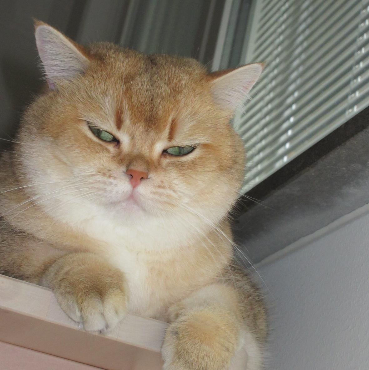 โพสต์ ของ Cats.halfhouse|Lemon8