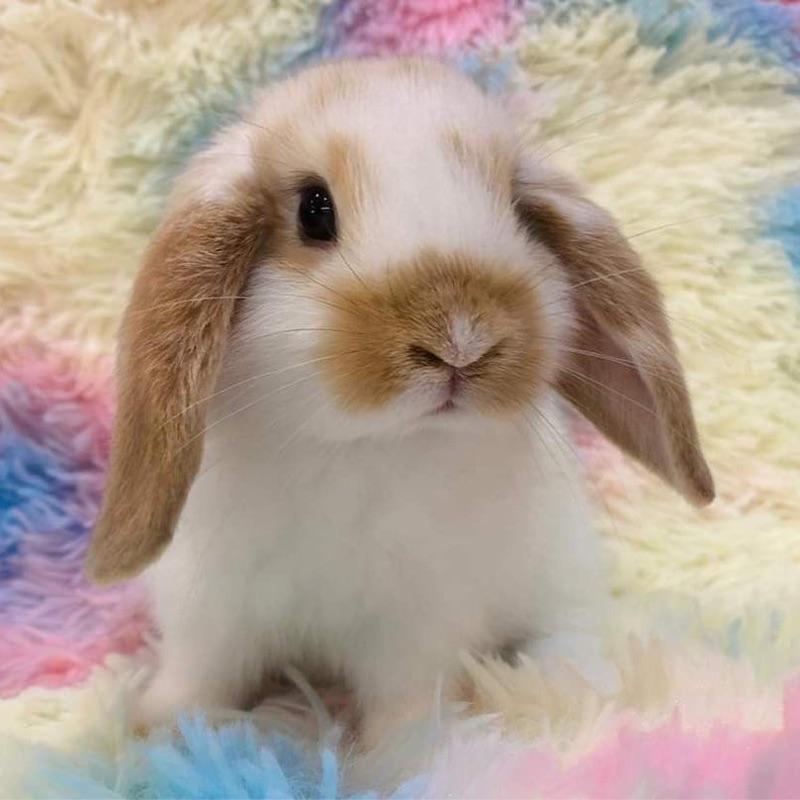 โพสต์ ของ WiSa🕊|Lemon8