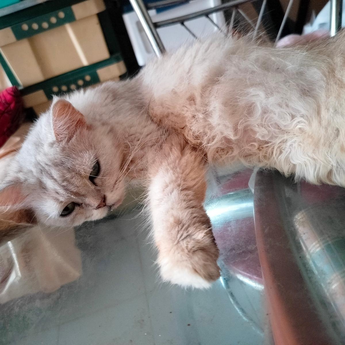 โพสต์ ของ Sophaphan Khom|Lemon8