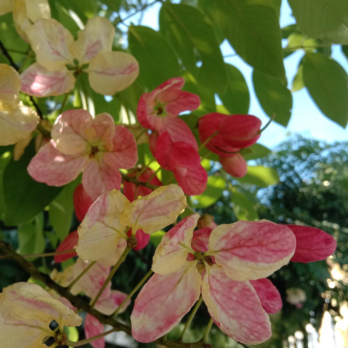 โพสต์ ของ Yi|Lemon8