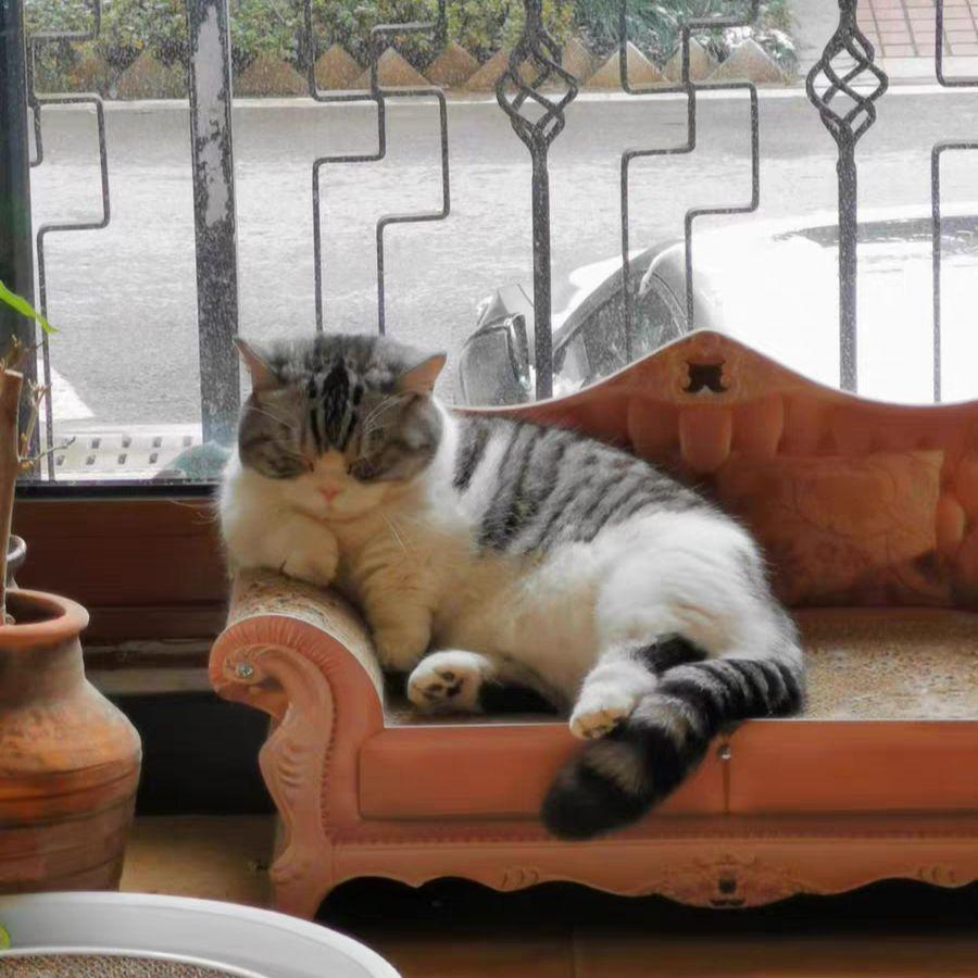 โพสต์ ของ Cats Club |Lemon8