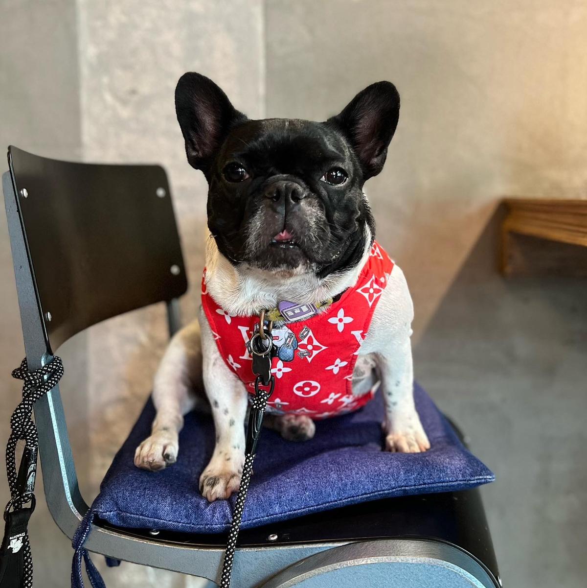 โพสต์ ของ Disney frenchie|Lemon8