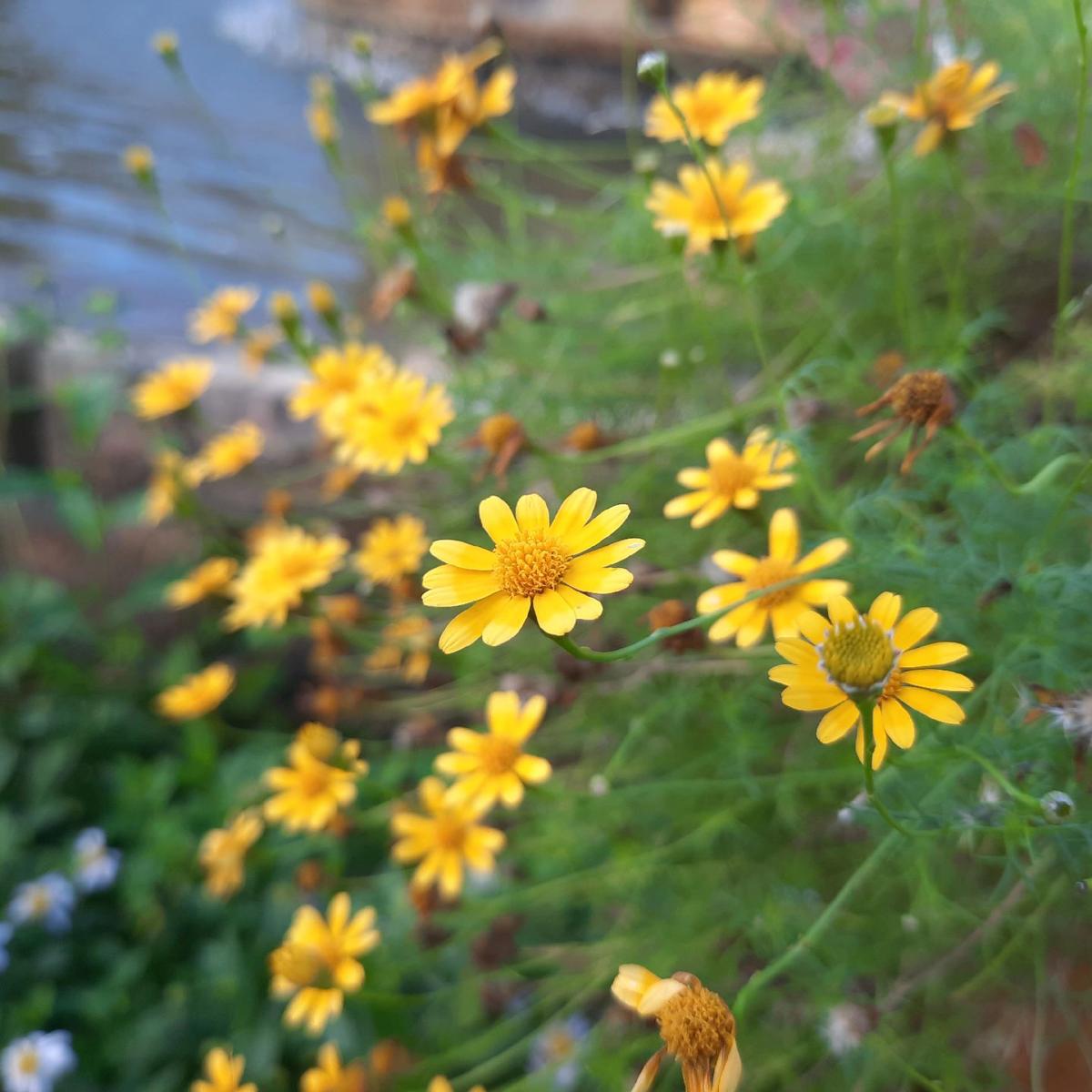 โพสต์ ของ Daisy lover|Lemon8