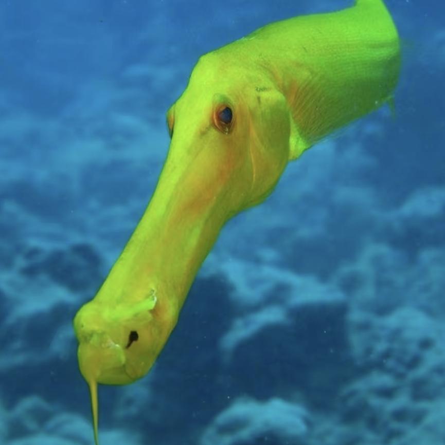 โพสต์ ของ Tiny P|Lemon8