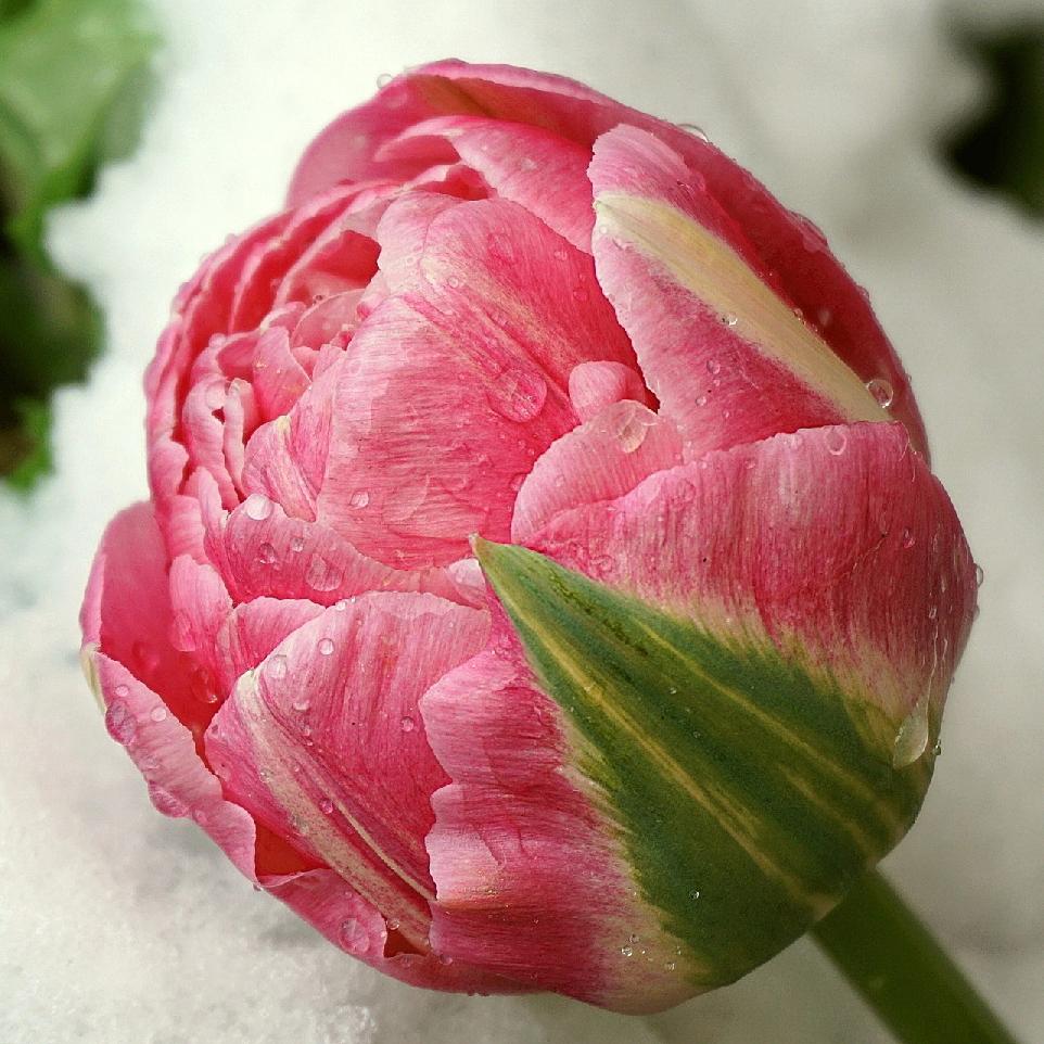 โพสต์ ของ Tulips ice 🌷|Lemon8