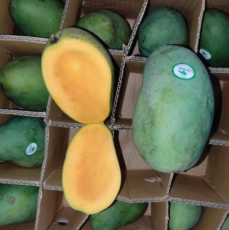 Posting The Mango|Lemon8