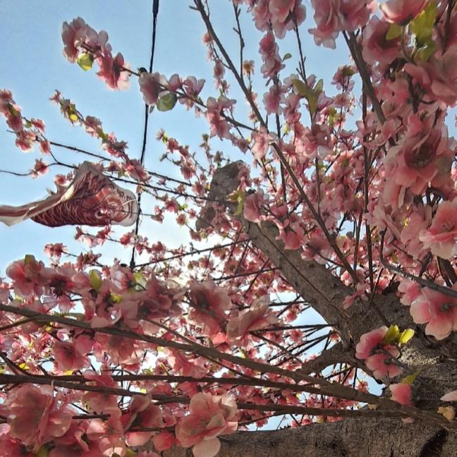 โพสต์ ของ go...|Lemon8