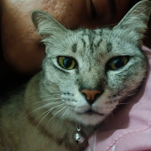 โพสต์ ของ Yafill Pee|Lemon8