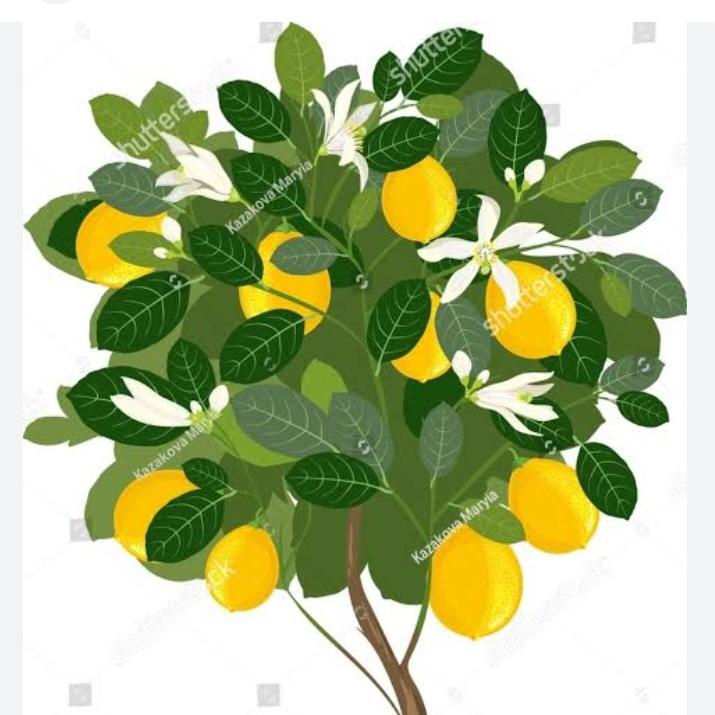 โพสต์ ของ Lemon Tree|Lemon8