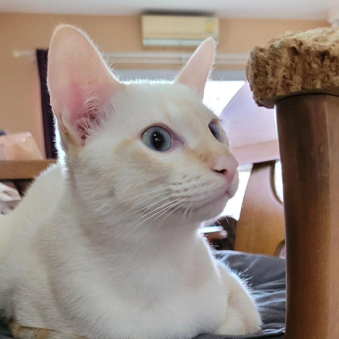 โพสต์ ของ Alpha Thai cat.|Lemon8