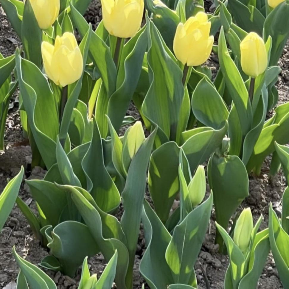 โพสต์ ของ cream|Lemon8