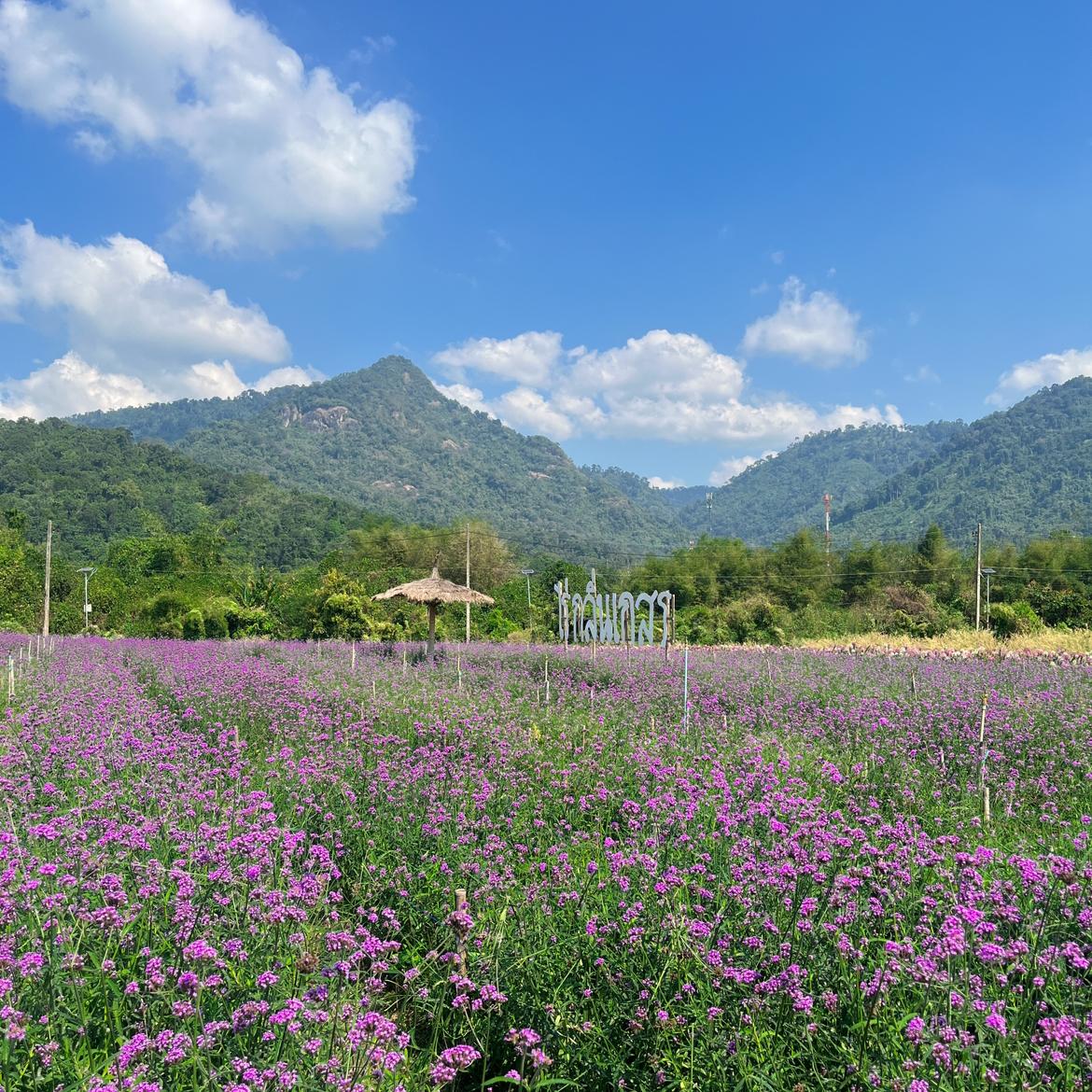 โพสต์ ของ Mew|Lemon8