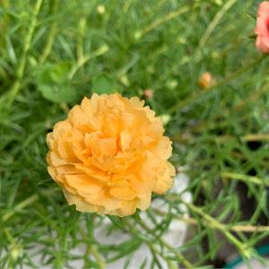 โพสต์ ของ Pakamon Rasamee|Lemon8