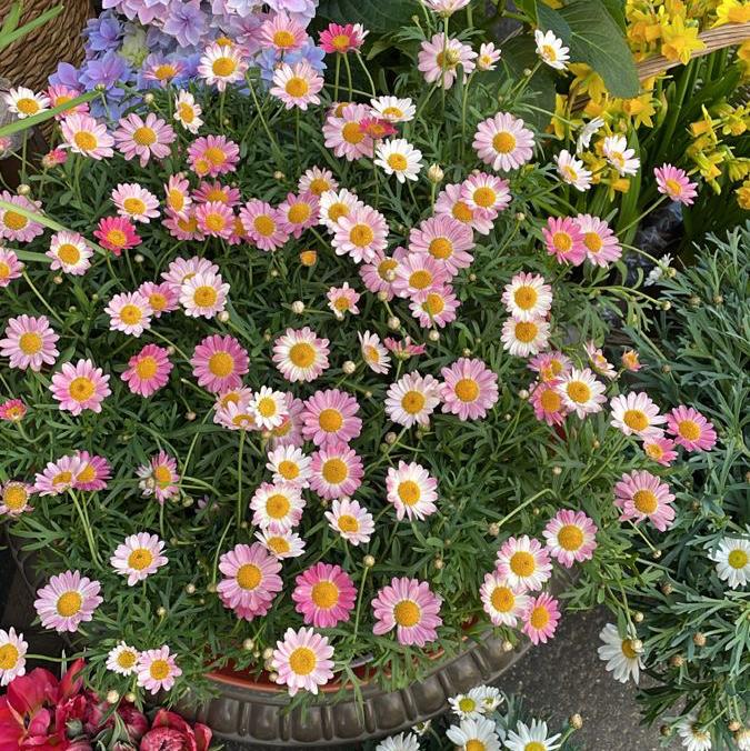 โพสต์ ของ YYOK 💛🤍|Lemon8