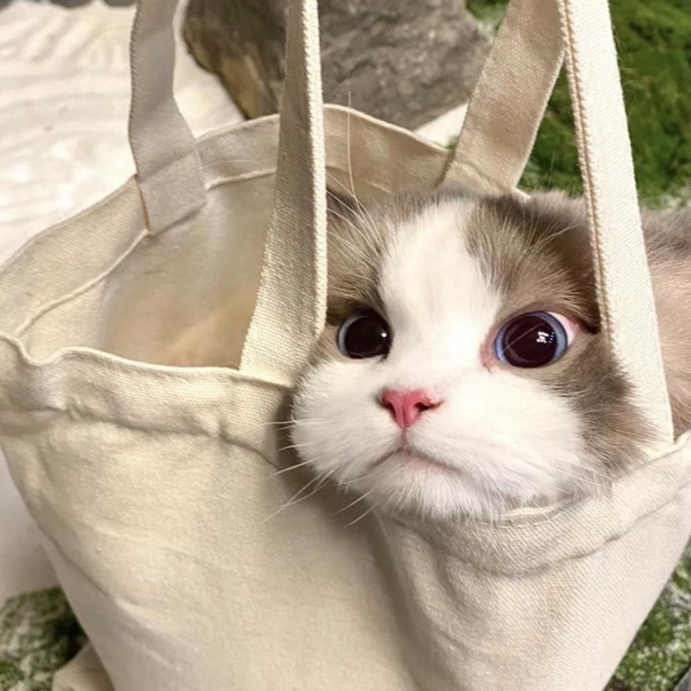 โพสต์ ของ Pupae|Lemon8