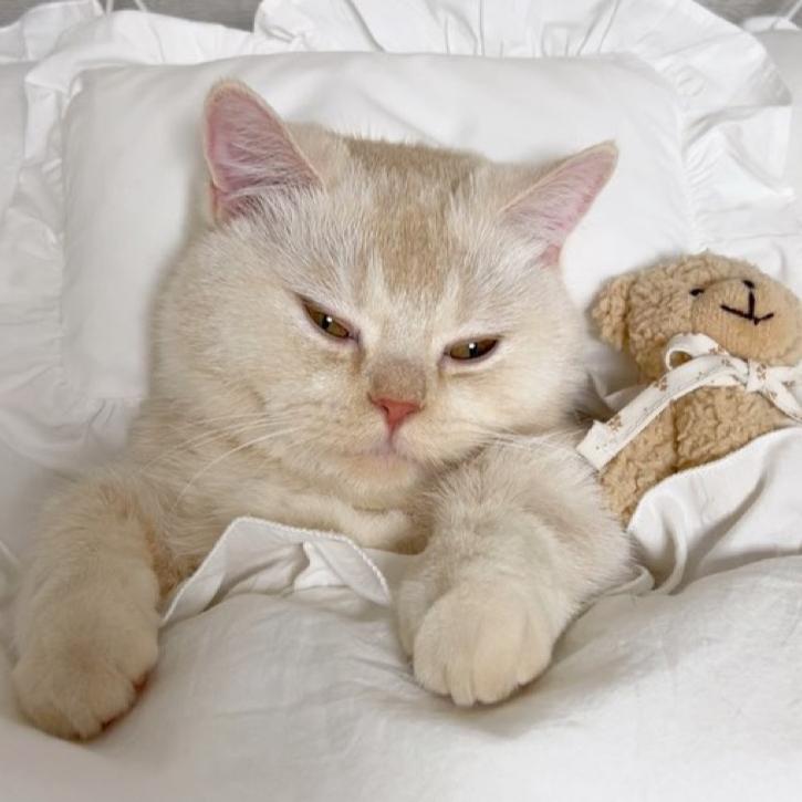 โพสต์ ของ double_pp|Lemon8