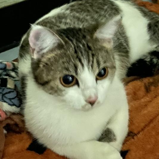 โพสต์ ของ Tiger 🌙|Lemon8