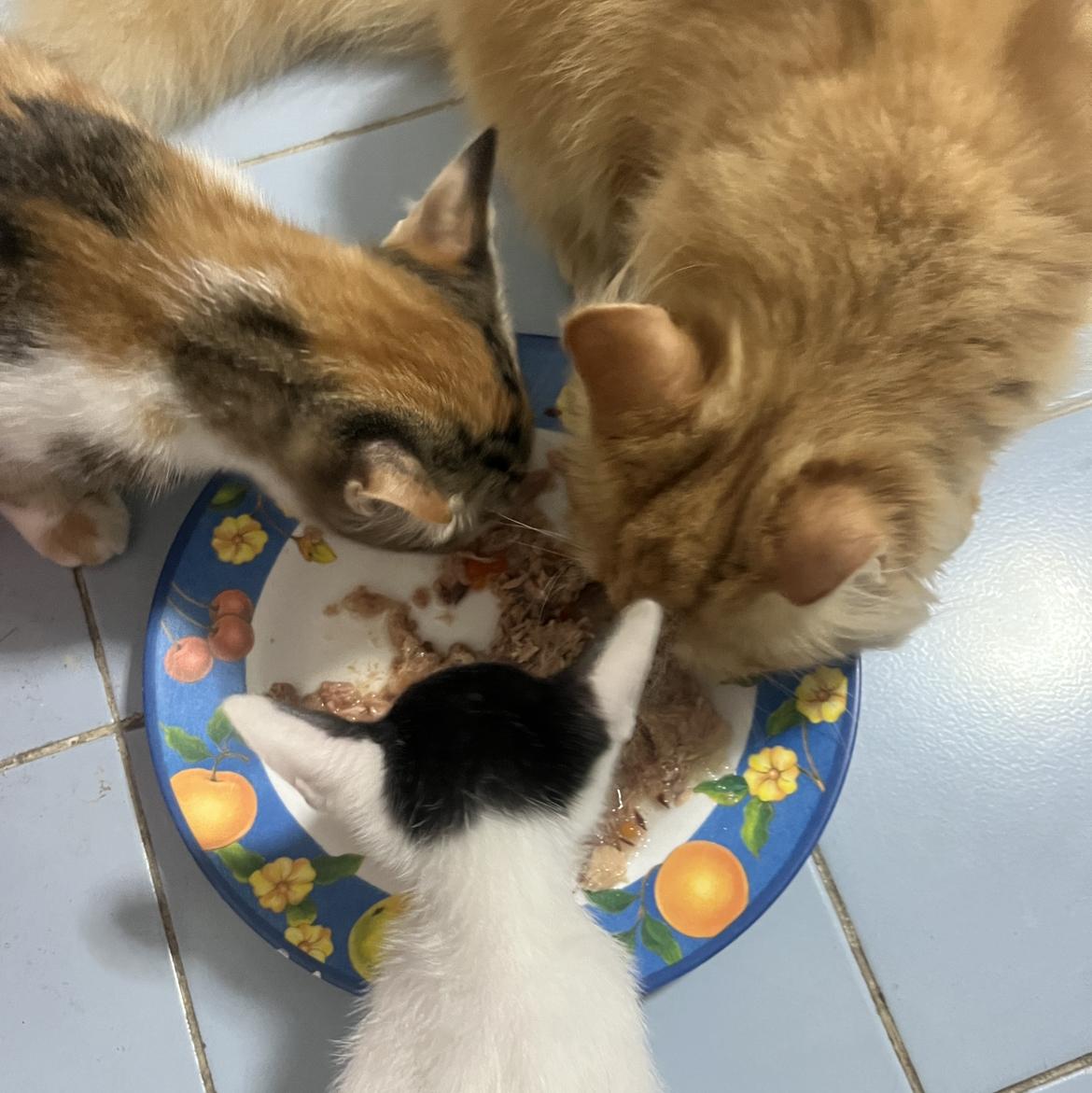 โพสต์ ของ Pa~kwan|Lemon8