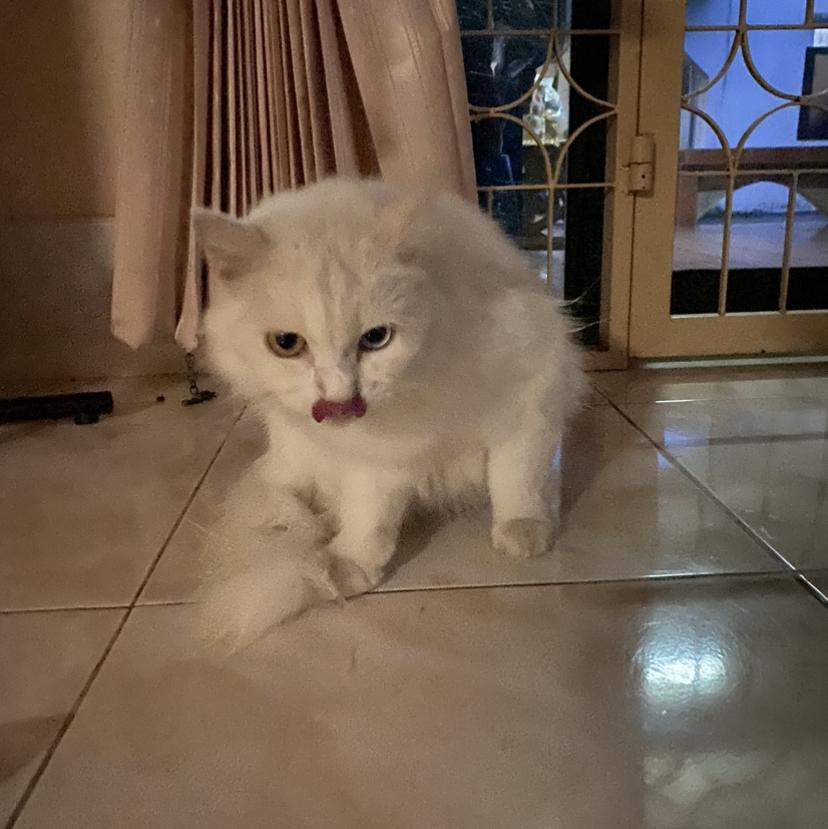 โพสต์ ของ -PI CHA POP|Lemon8