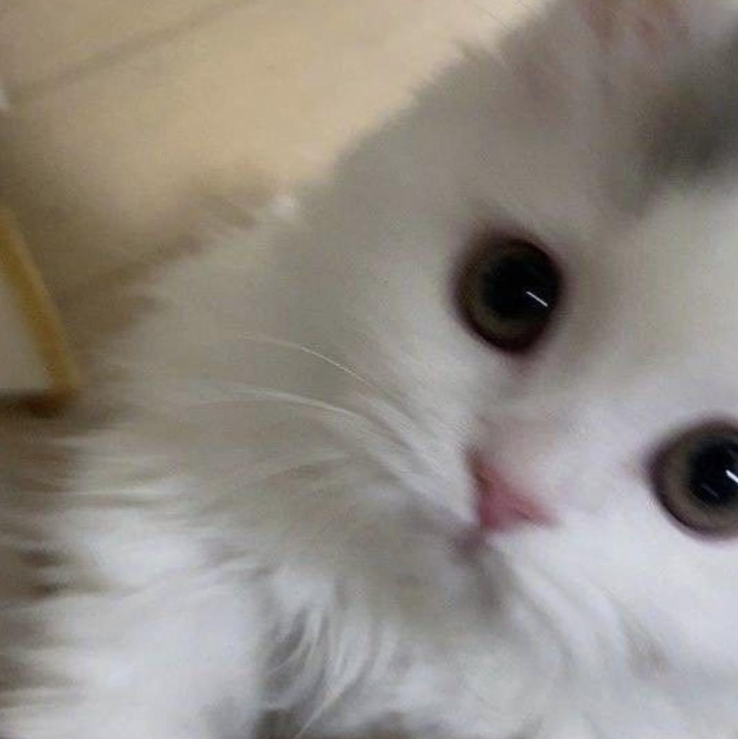 โพสต์ ของ fafa|Lemon8