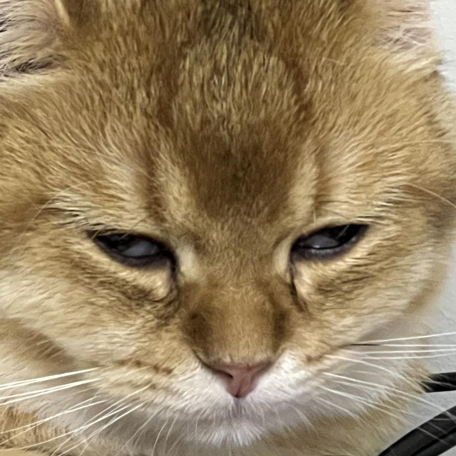 โพสต์ ของ Nan|Lemon8