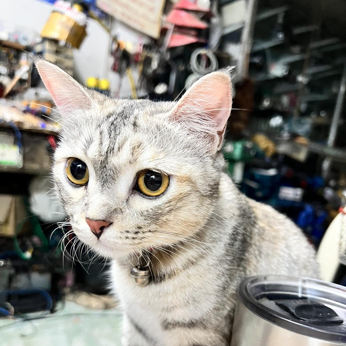 โพสต์ ของ jutha|Lemon8