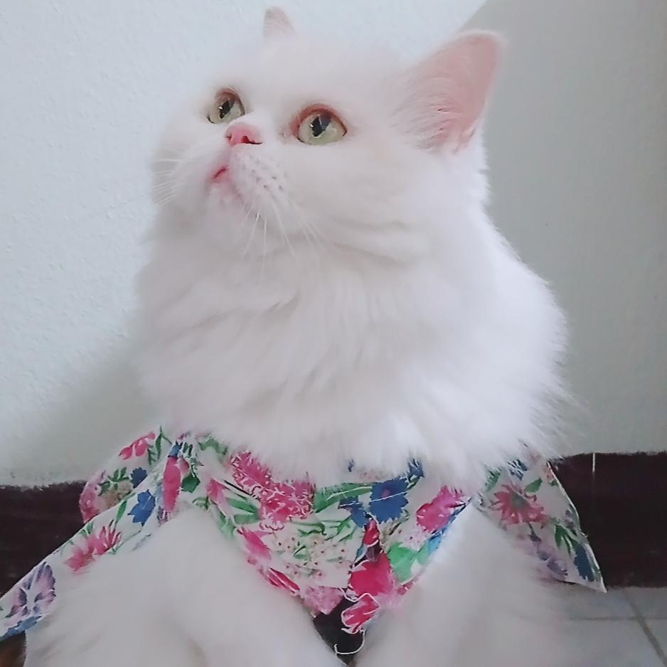 โพสต์ ของ Kitty|Lemon8