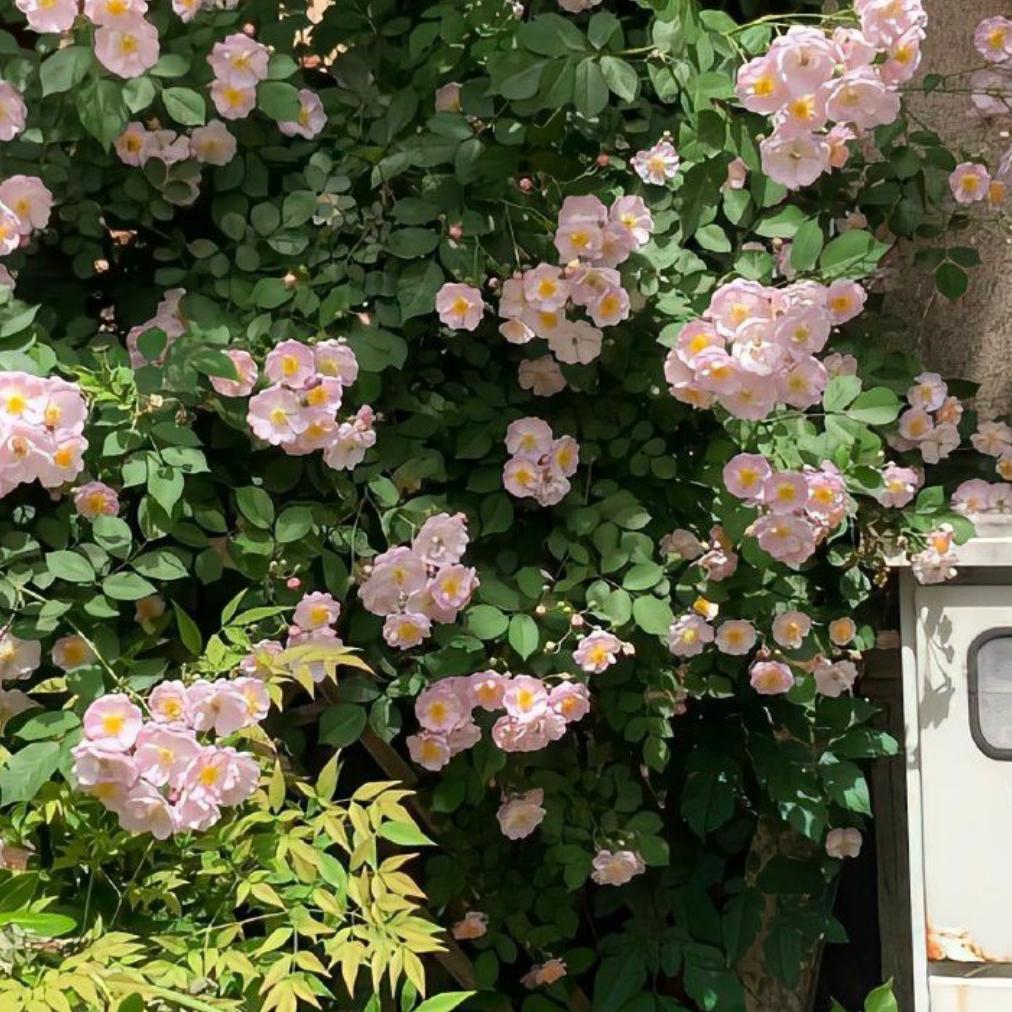 โพสต์ ของ Candy’s |Lemon8