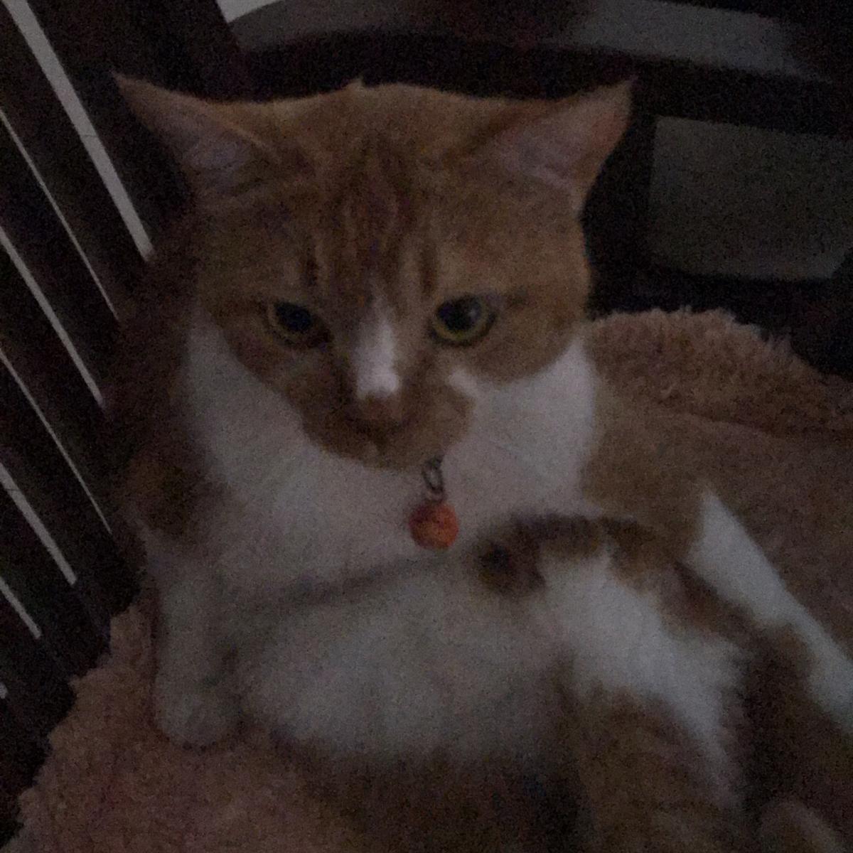 โพสต์ ของ Rin|Lemon8