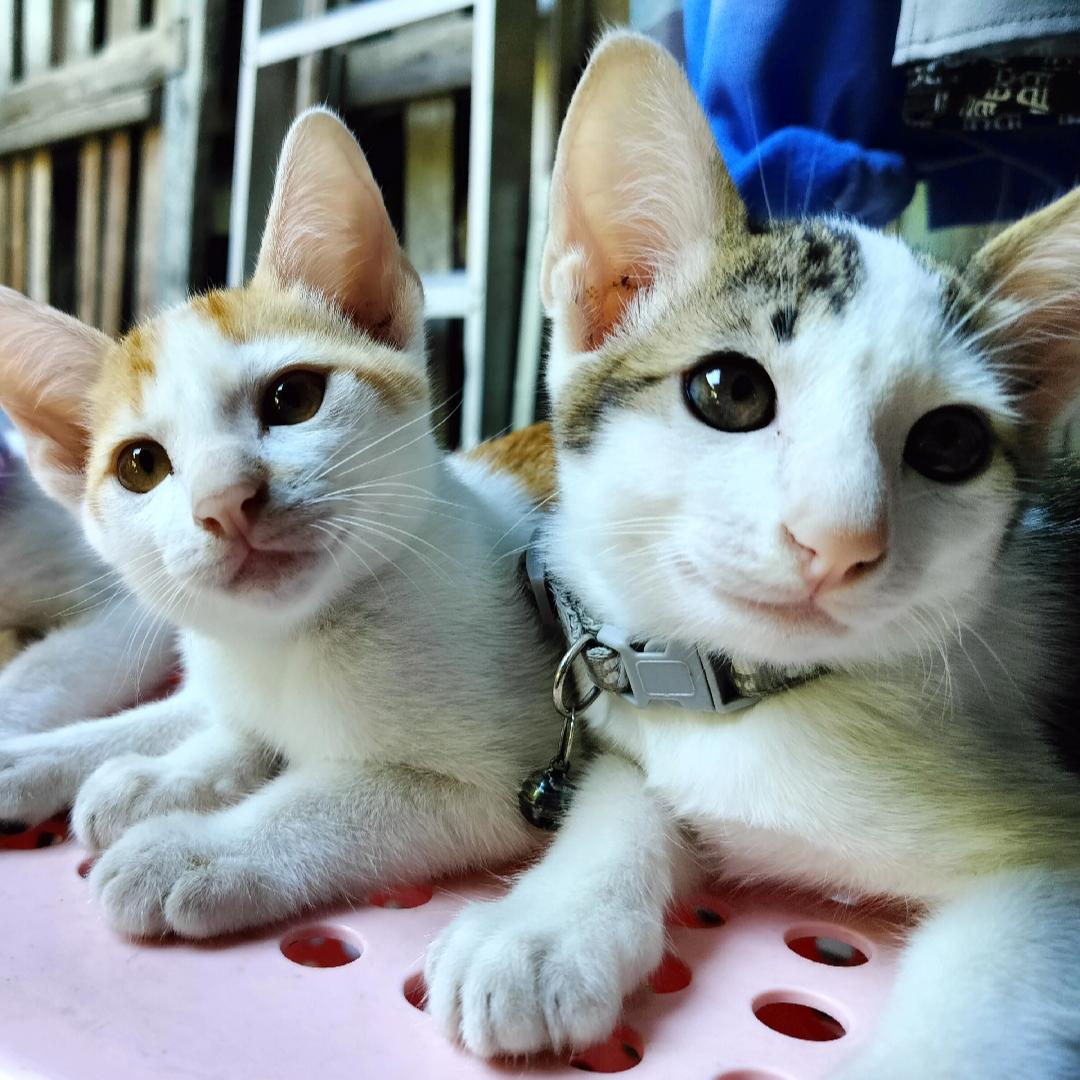 โพสต์ ของ Luca the Cat|Lemon8