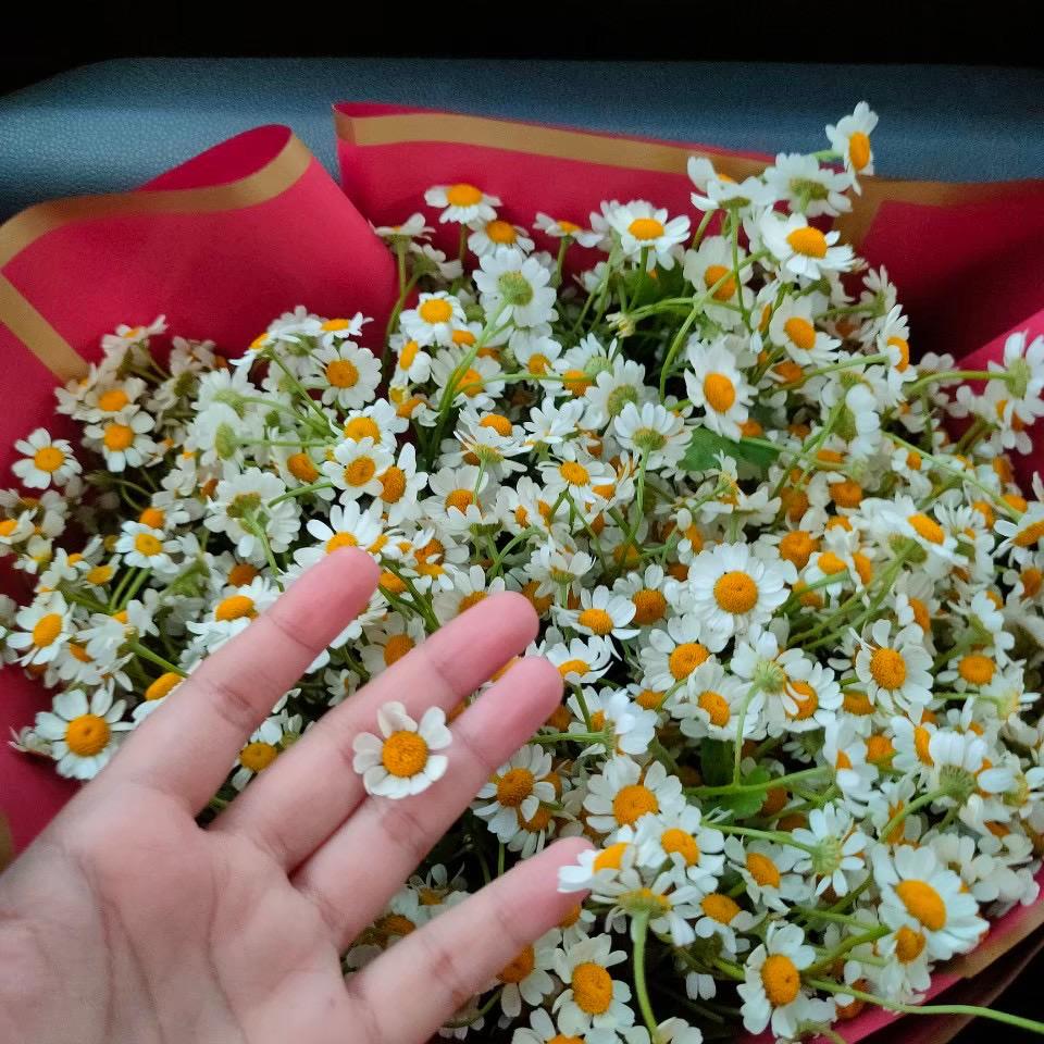 โพสต์ ของ Devil P|Lemon8