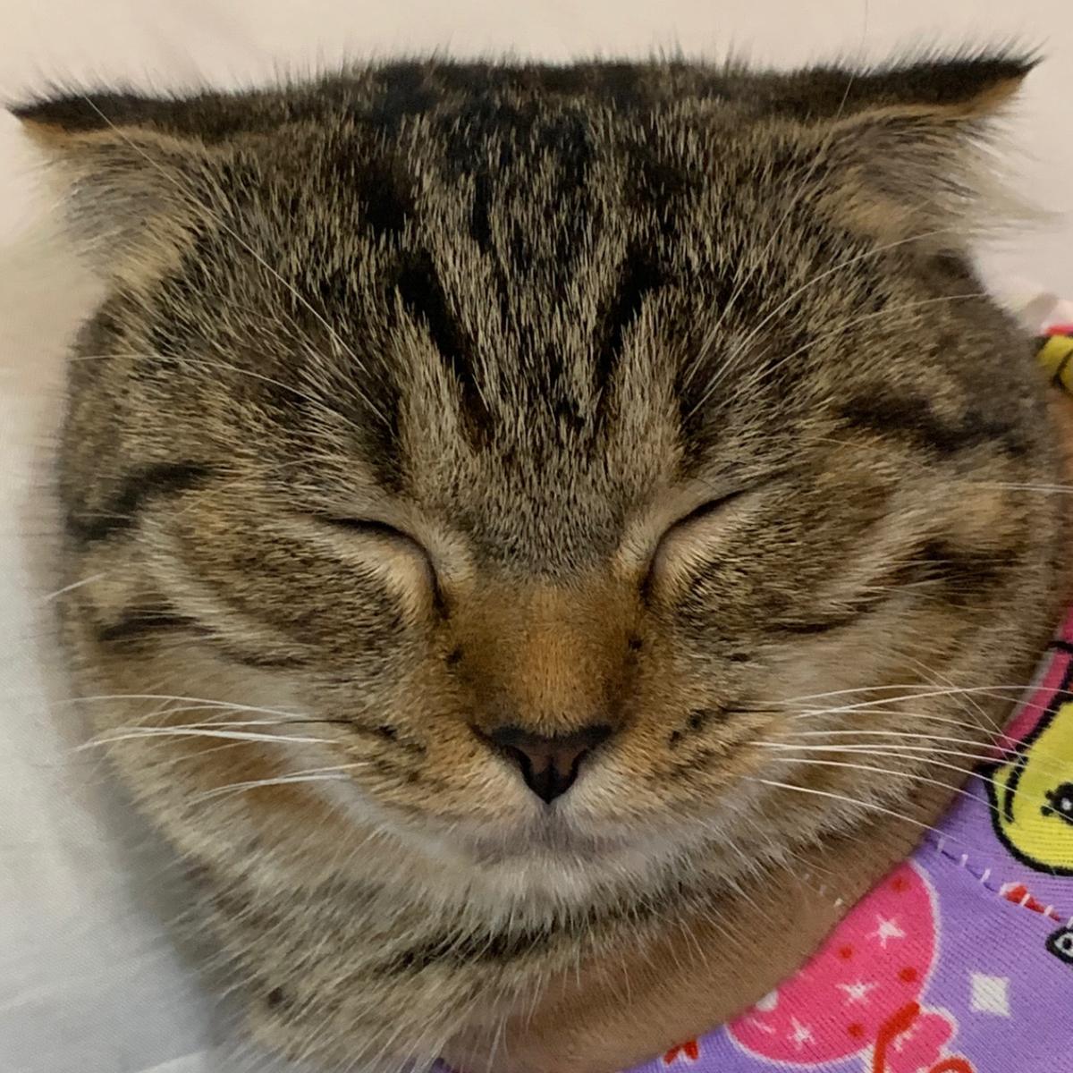 โพสต์ ของ Nookky |Lemon8