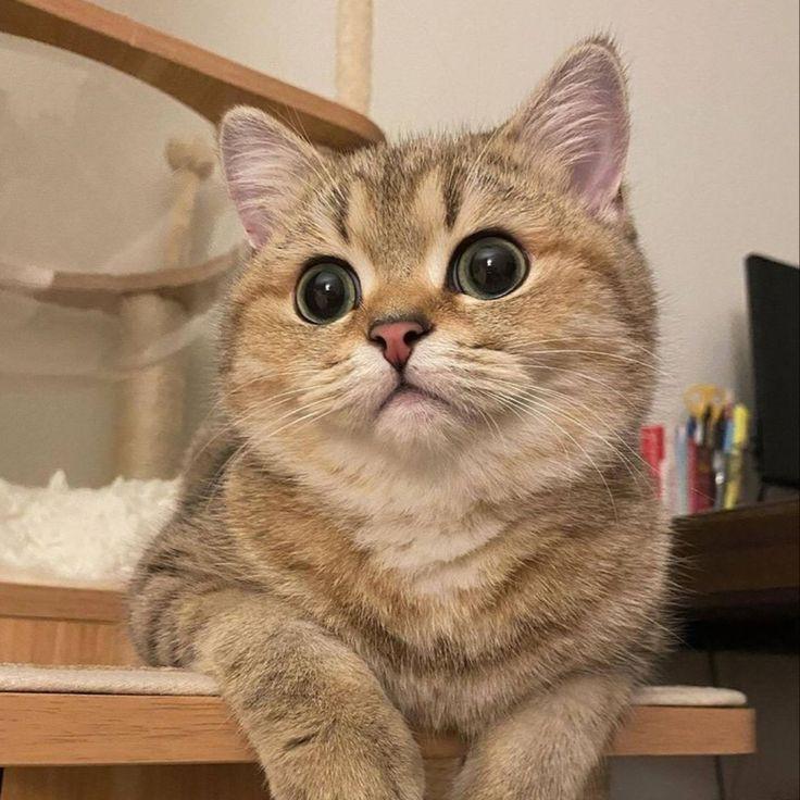 โพสต์ ของ MEOWCAT 😺|Lemon8