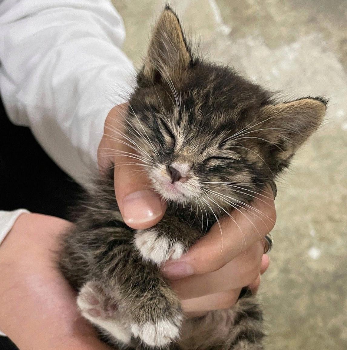 โพสต์ ของ 𝗖𝗵𝗶𝘁𝗮🐆|Lemon8