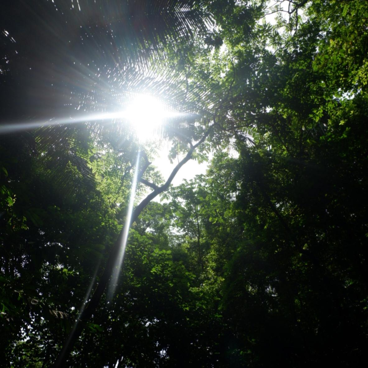 โพสต์ ของ forest|Lemon8