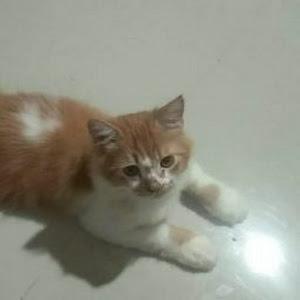 โพสต์ ของ Namfon Thanawan|Lemon8