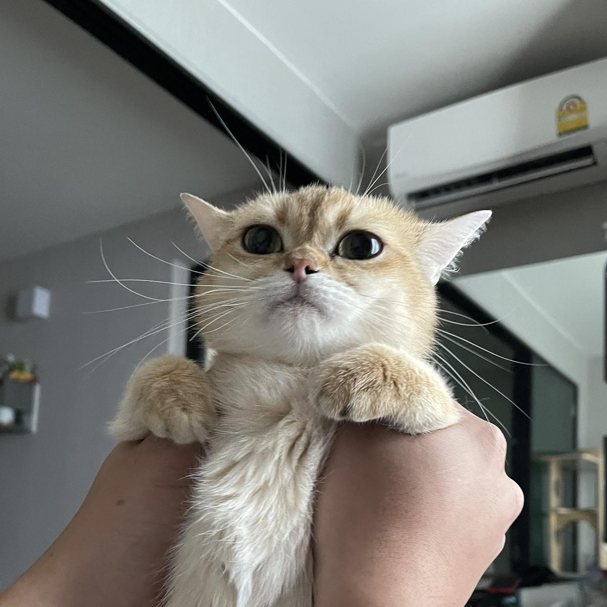 โพสต์ ของ Anda|Lemon8