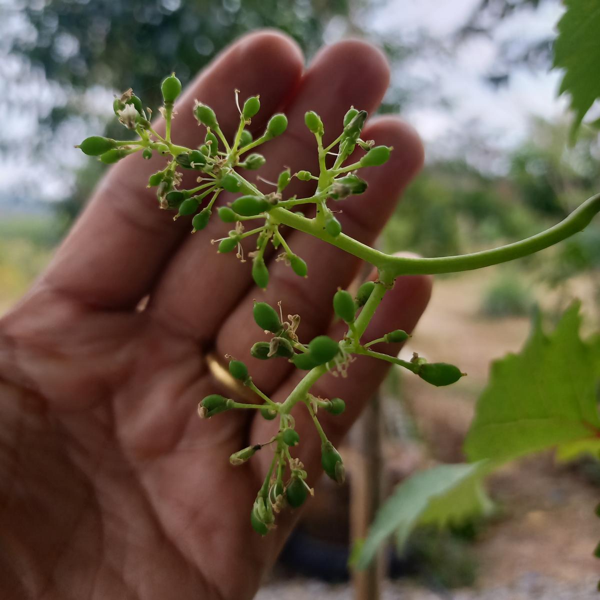 โพสต์ ของ Janhom Rin|Lemon8