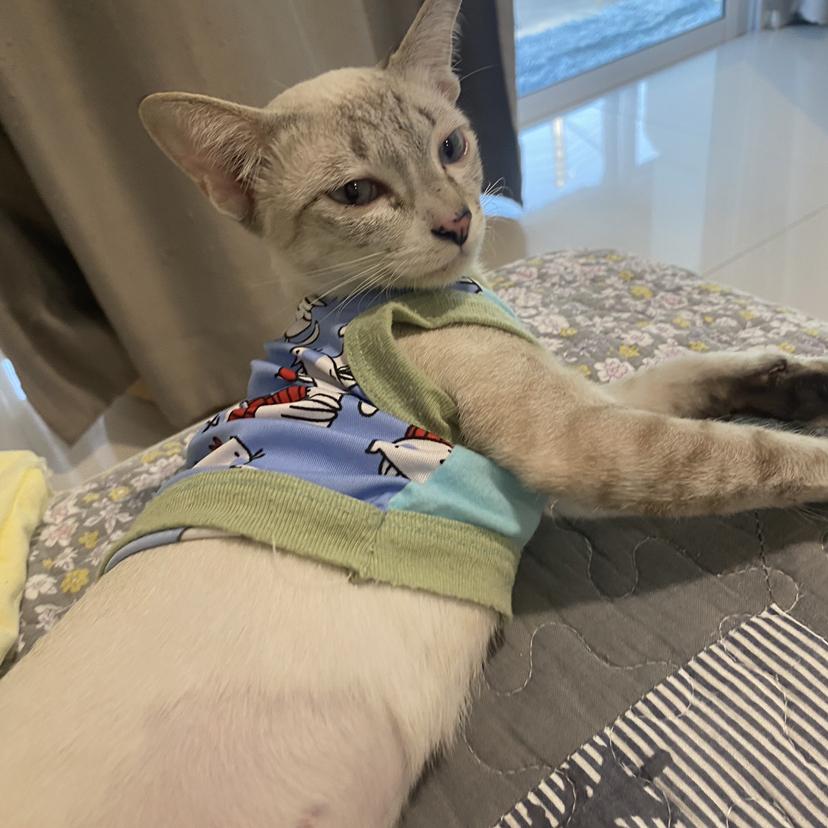 โพสต์ ของ Baimon|Lemon8