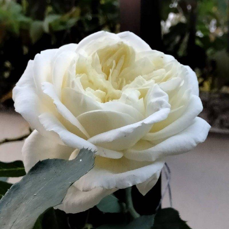 โพสต์ ของ wanwan|Lemon8