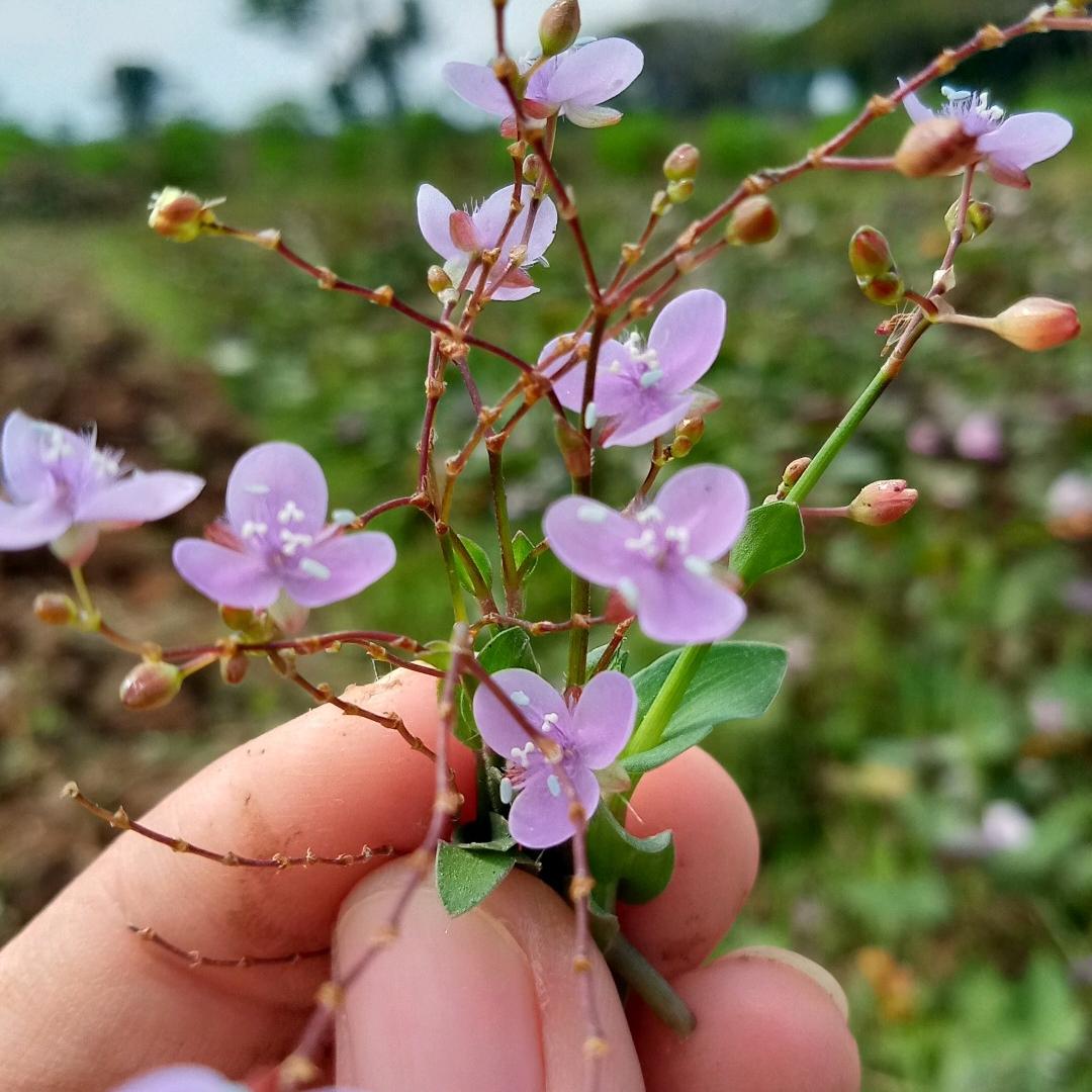 โพสต์ ของ Tifana Misf|Lemon8