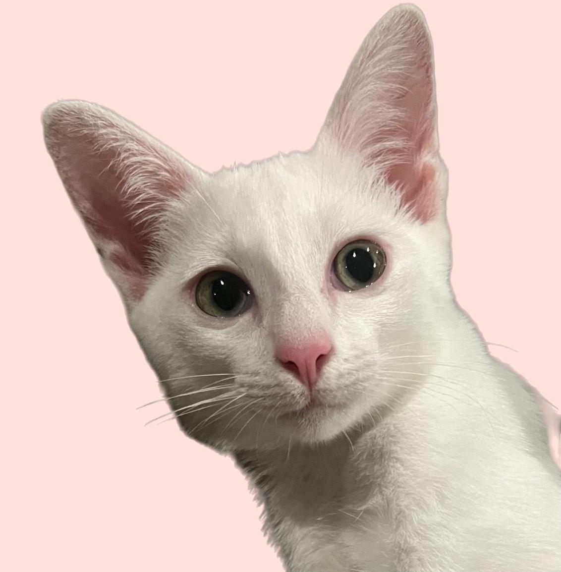 โพสต์ ของ BF|Lemon8