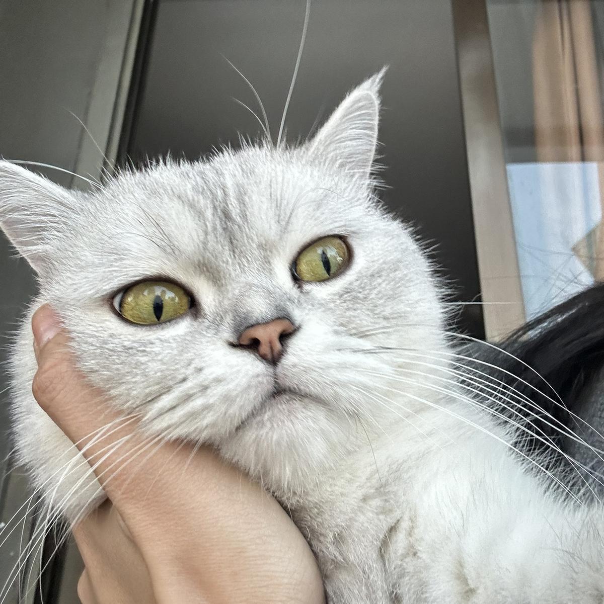 โพสต์ ของ TIGER_CAT|Lemon8