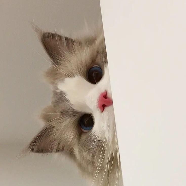 โพสต์ ของ Mr.secrct_kung|Lemon8