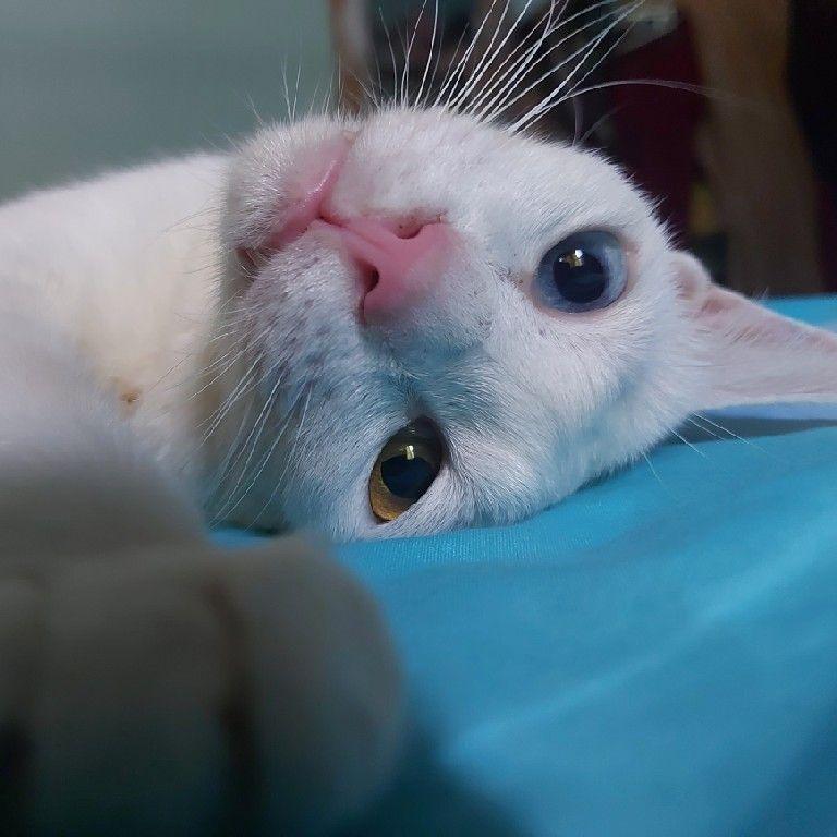 โพสต์ ของ miw miw🐈🌾|Lemon8