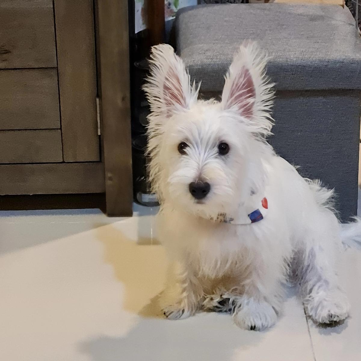 โพสต์ ของ cottonton|Lemon8